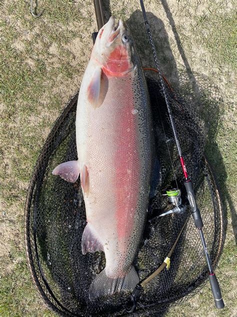 Tekapo Nz Rainbow Trout 28lb Rfishing