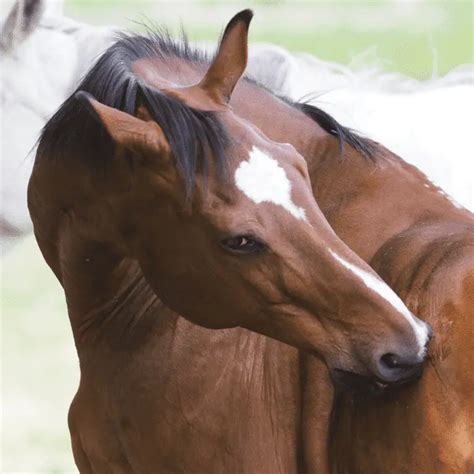 Ringworm In Horses