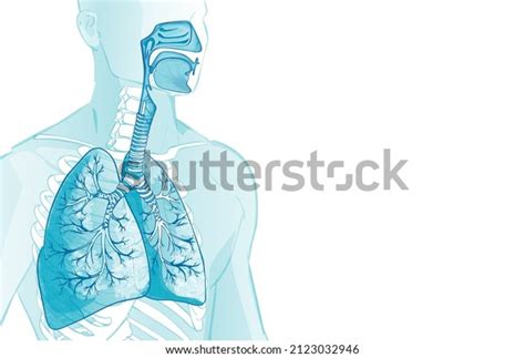 Vector Lungs Alveoli Human Respiratory System Stock Vector Royalty