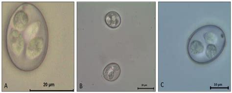 Frontiers Overview Of Poultry Eimeria Life Cycle And Host Parasite