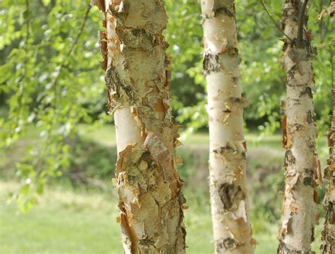 River Birch Tree Grow And Care Guide