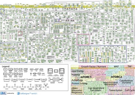 A Comprehensive Map Of The Mtor Signaling Network This Map Was Created