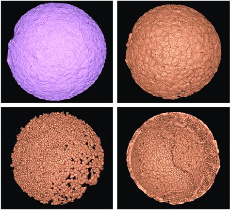 Visualization Of The Embryo Cell Layers Top Left The Isosurface I ¼20