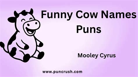 150 Funny Cow Names Puns Youll Love