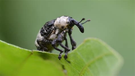 How To Get Rid Of Weevils Moxie Pest Control