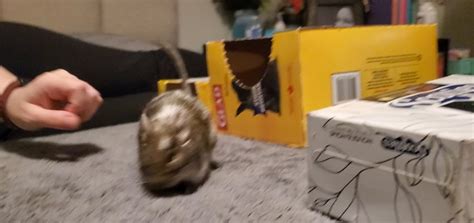 Degus On A Bed R Degus