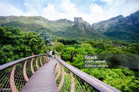 Tree Canopy Walkway In Kirstenbosch Gardens Cape Town South Africa