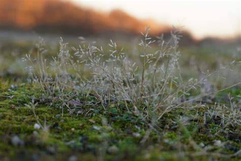 Eragrostis minor - طبيعة السعودية