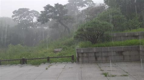 거센 빗소리 비오는날 북서울꿈의숲 Youtube