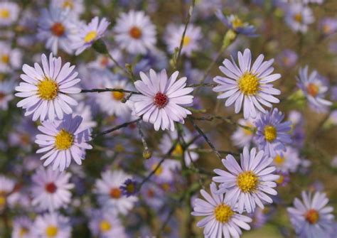 Aster Laevis Stauden Becker