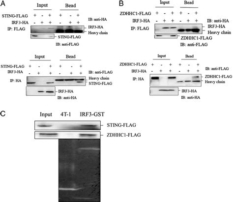 Interactions Between Sting Or Zdhhc1 And Irf3 Hek 293t Cells Seeded