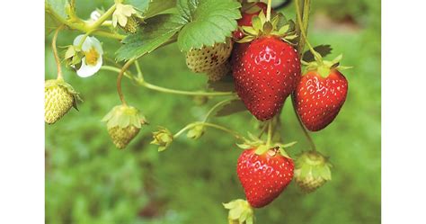 Ягоди от семена мисията е възможна Български Фермер