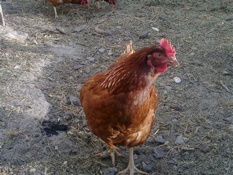 Feeding Layers Correctly At Every Stage For Best Results Afrimash Com Nigeria