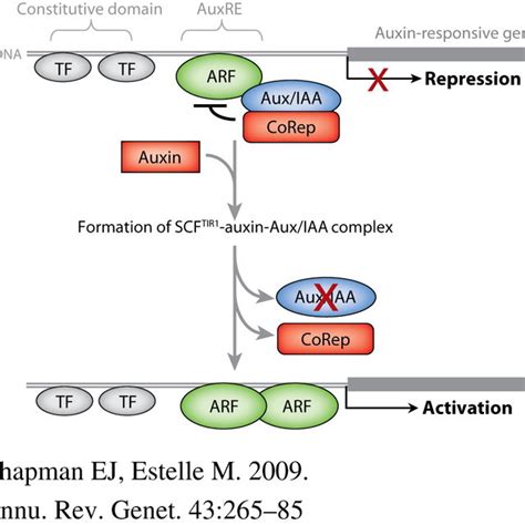 Model For Auxin Mediated Transcription Activation Activating Arf