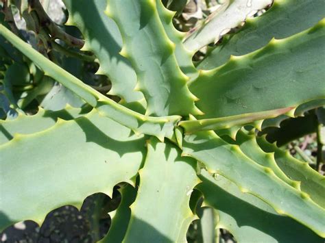 The Comprehensive Guide To Organic Spider Mite Treatment For Aloe Vera