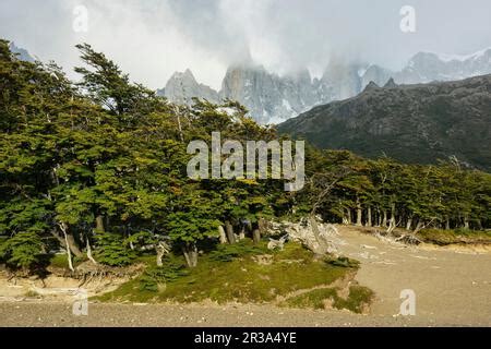 Bosque De Hayas Australes Lenga Nothofagus Pumilio El Chalten Parque Nacional Los