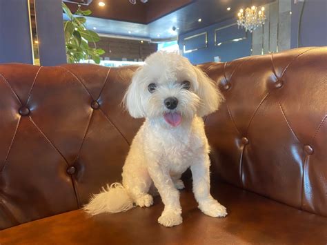 말티즈무료분양 고양이품종 털안빠지는강아지 애견 강아지키우기 샴고양이 아메리칸숏헤어 말티푸무료분양 울산 2021 0142 말티즈 밀크 책임분양 강아지배변훈련 도그마루