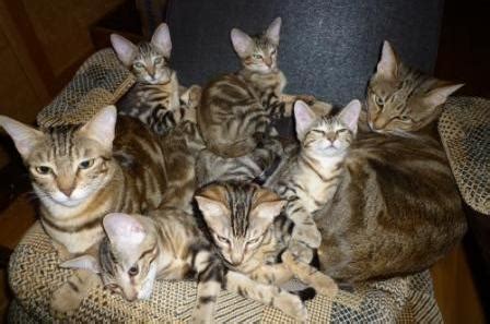 Sokoke Cat Breed Profile And Facts