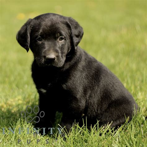 Black Labrador Retriever Puppies For Sale Infinity Pups