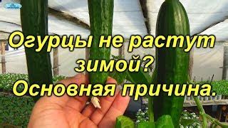 Огурец Брейк: отзывы, описание сорта, фото, видео, отзывы ...