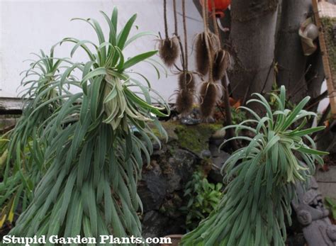 Euphorbia Pruning