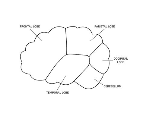 Premium Vector Lobes Of Brain Human Side View Line Areas Frontal Parietal Occipital Temporal