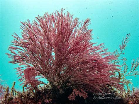 Red Algae—seaweed—pnw Ocean Life—species Identification — Edmonds