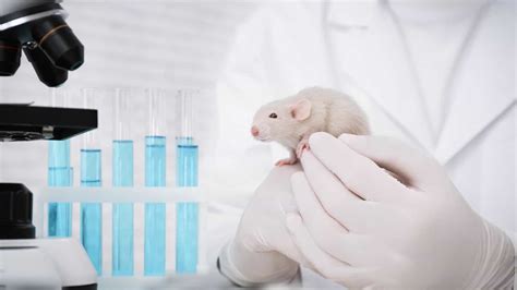 Metabolic Disease Models The Future Of Research Biotechfarm