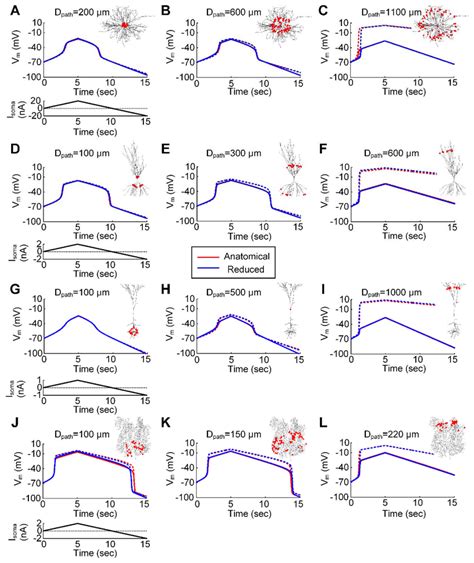 Comparison Of Active Dendritic Excitability During Current Clamping At