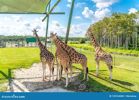 Florida Usa September 19 2019 Giraffes In Lion Country Safari