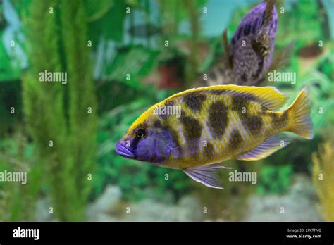 Close Up Of Bright Amazing Yellow Purple African Cichlid Fish In Lake