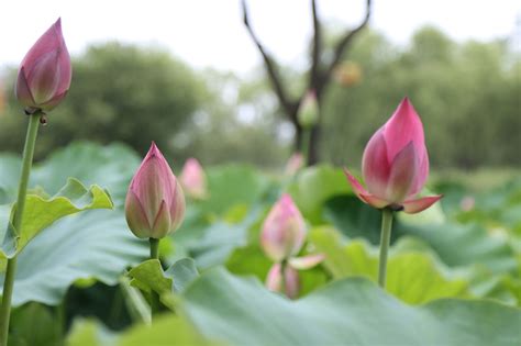 공주 부여 여행 제 22회 서동연꽃축제 궁남지 연꽃 여행 무료 셔틀버스 안내