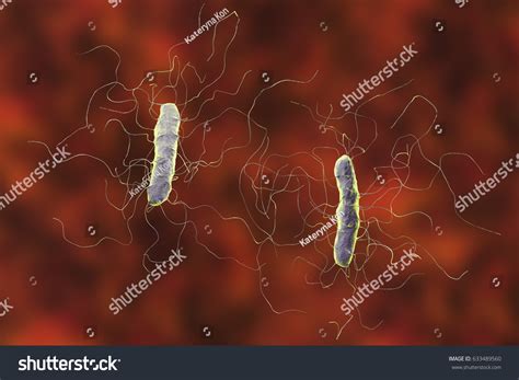 Clostridium Difficile Bacterium 3d Illustration Bacteria Stock Illustration 633489560 Shutterstock