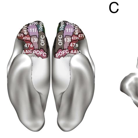 Anatomy Of The Human Orbitofrontal Cortex A The Location Of The OFC Download Scientific