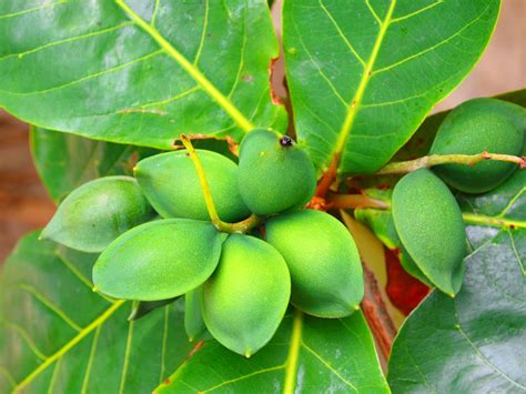 Journals And Conferences On Chemistry Terminalia Catappa Talisay