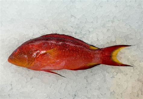 Fresh Fish Counter Moon Tail Whole Fresh Soldeli