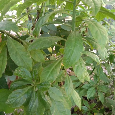 Jual Daun 7 Duri Bintang 40 Lembar Segar Shopee Indonesia