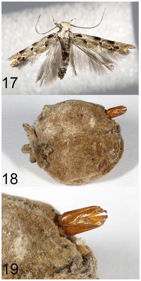 Frugivorous Insects Reared From Chytranthus Obliquinervis Radlk Sapindales Sapindaceae With