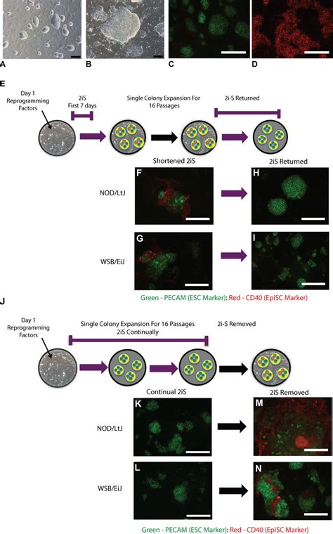 Cell Surface Marker Expression Under Different Culture Conditions A Download Scientific