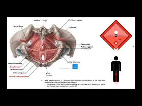Muscles Of The Pelvic Floor Part 1 The Perineal Muscles Oinas And