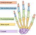Metacarp Viquipèdia Lenciclopèdia Lliure