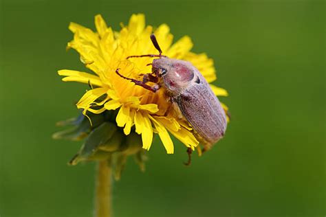Junikever Afbeeldingen Beelden En Stockfotos Istock
