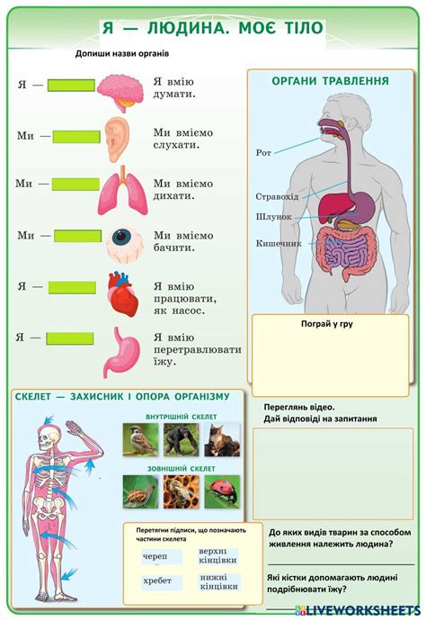 Органи людини Free Interactive Worksheets 7332117