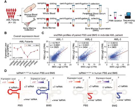 Correlation Analysis Of Sncrna Expression Levels Between Pbs And Bms In Download Scientific