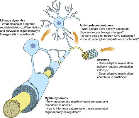 Wrapped To Adapt Experience Dependent Myelination Neuron