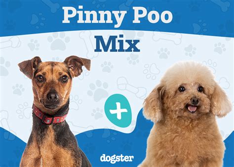 Pinny Poo Miniature Pinscher And Miniature Poodle Mix Info Pictures