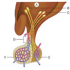 Endocrine System Lab AP Diagram Quizlet