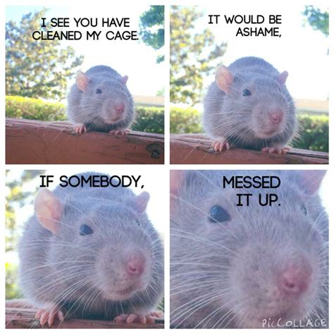 Exotic Animal Memes