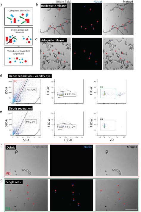 Droplet Barcoding Based Single Cell Transcriptomics Of Adult Mammalian