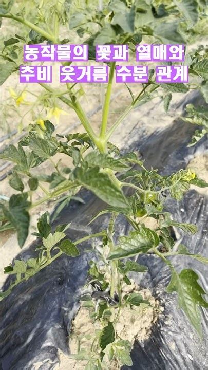 고추 토마토 추비 웃거름 물주기는 이런 원칙으로 기르시면 꽃 낙과 없이 잘 자랄겁니다 Youtube
